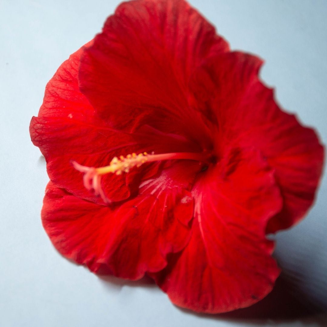 Hibiscus Simple Syrup – Brunswick Aces